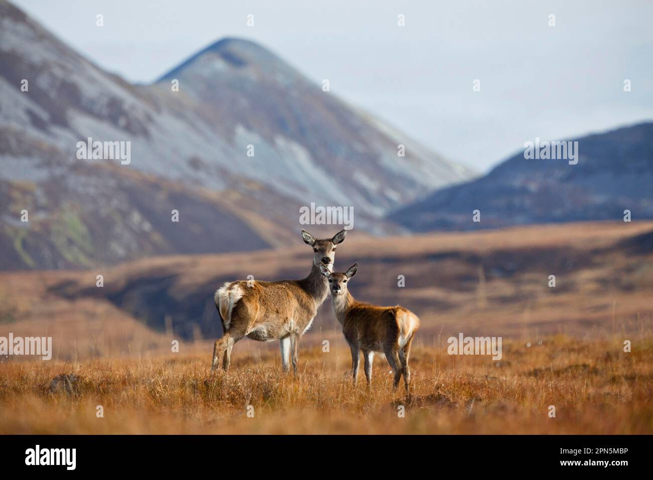 Red deer (Cervus elaphus), stag and calf, standing on moorland habitat ...