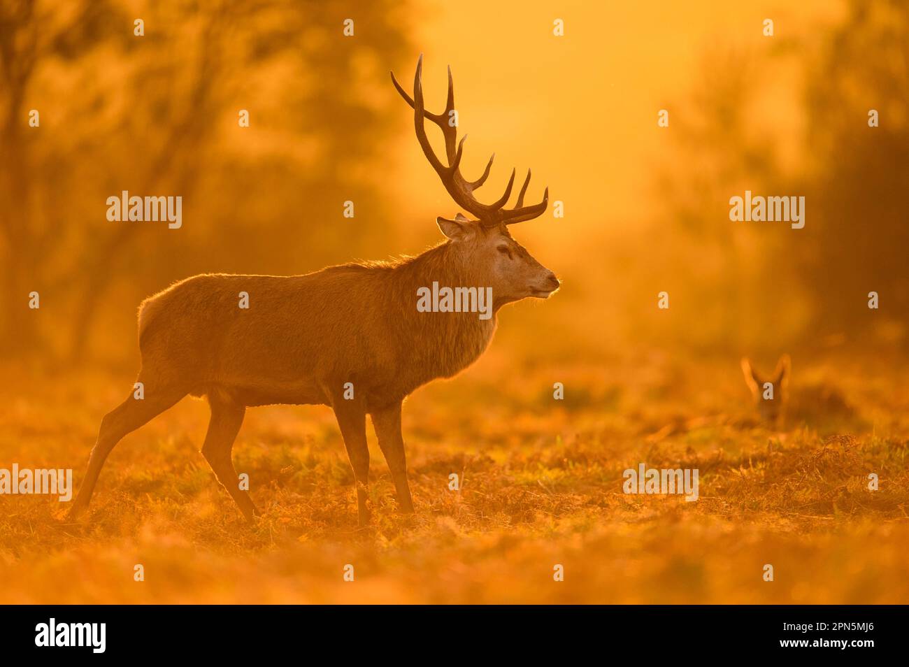 Red Deer (Cervus elaphus) mature stag, with calf in background, during ...