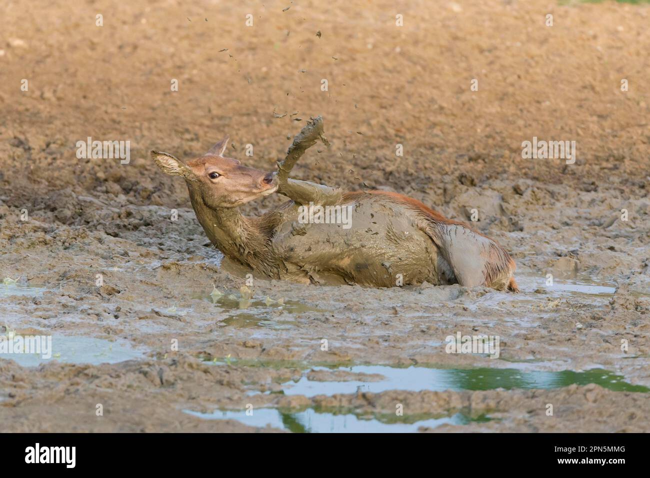 Red deer (Cervus elaphus), red deer, deer, ungulates, mammals, animals ...