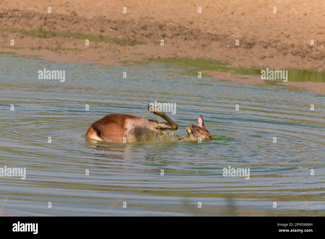 Red deer (Cervus elaphus), red deer, deer, ungulates, mammals, animals ...