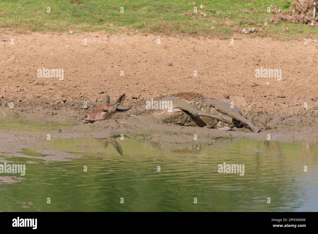 Red deer (Cervus elaphus), red deer, deer, ungulates, mammals, animals ...