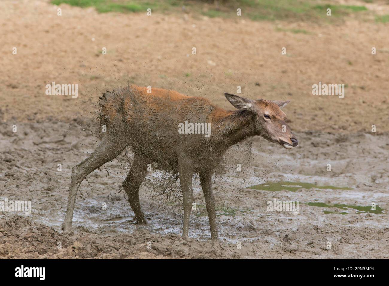 Red Deer (Cervus elaphus) hind, shaking off mud from body, standing in ...