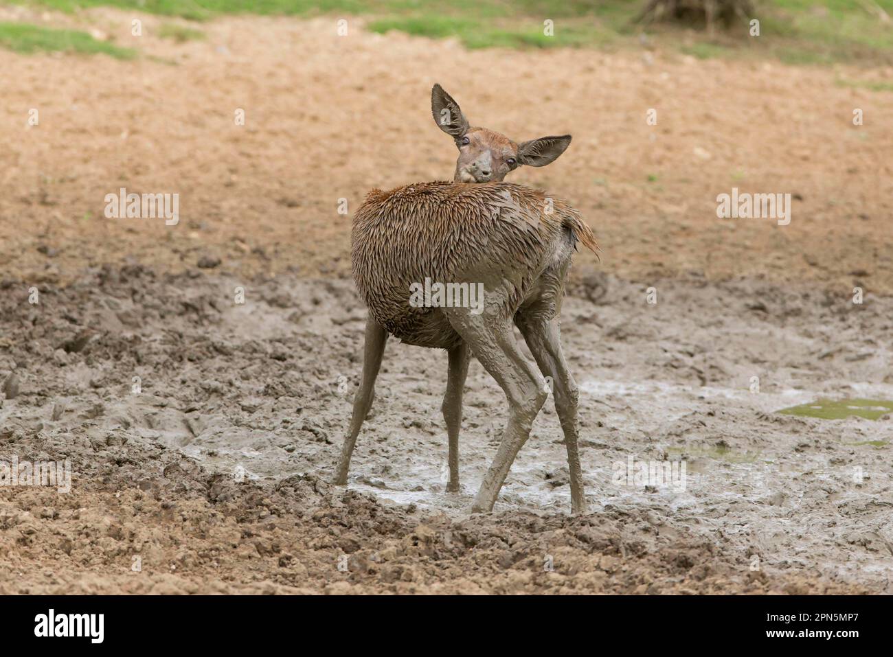 Red Deer (Cervus elaphus) hind, rubbing back with chin, covered in mud ...