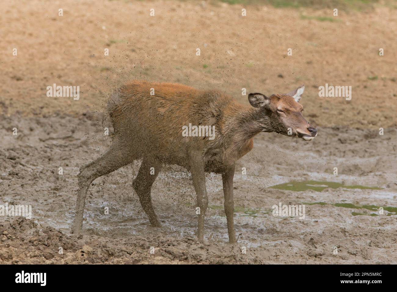Red Deer (Cervus elaphus) hind, shaking off mud from body, standing in ...