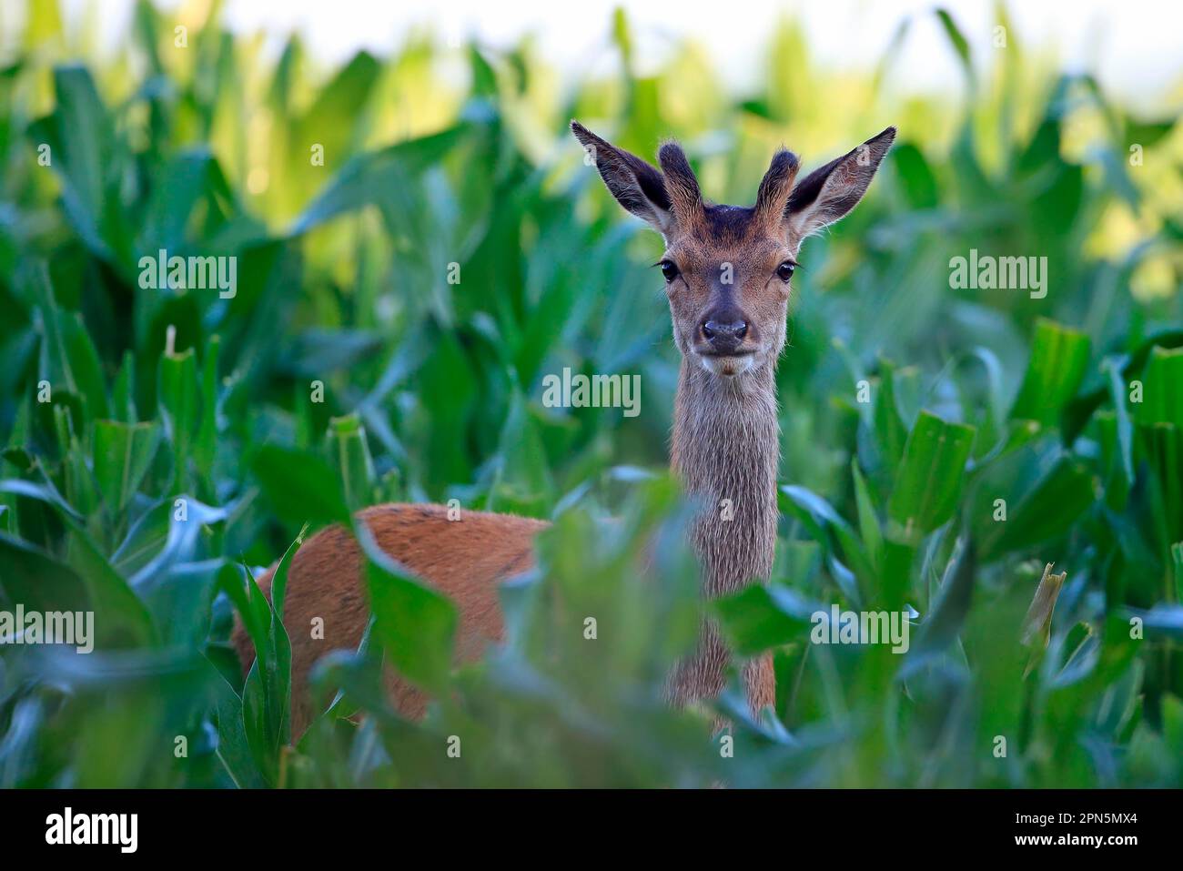 Red Deer (Cervus elaphus) young stag, with antlers in velvet, standing ...