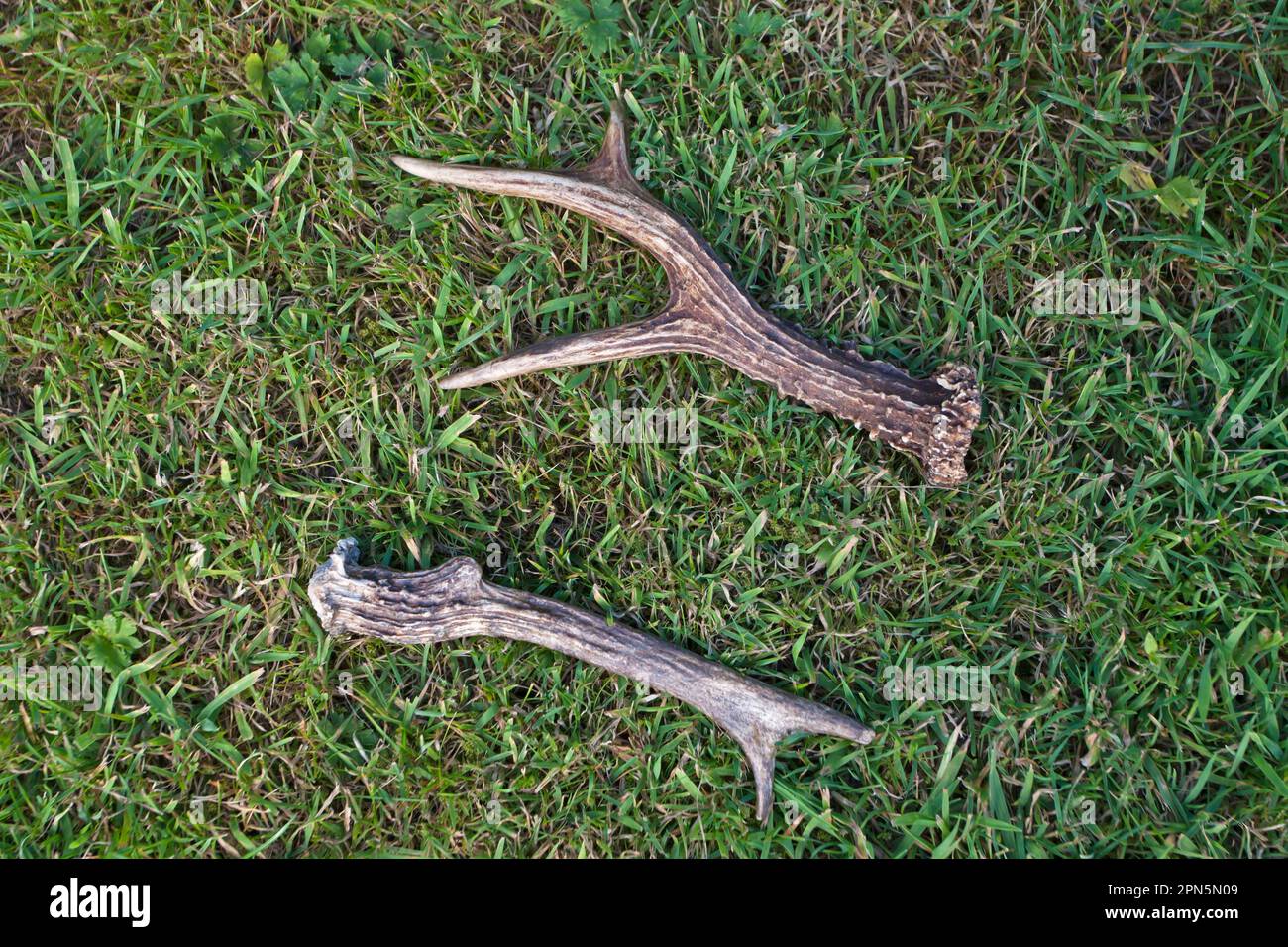 Shed antlers hi-res stock photography and images - Alamy