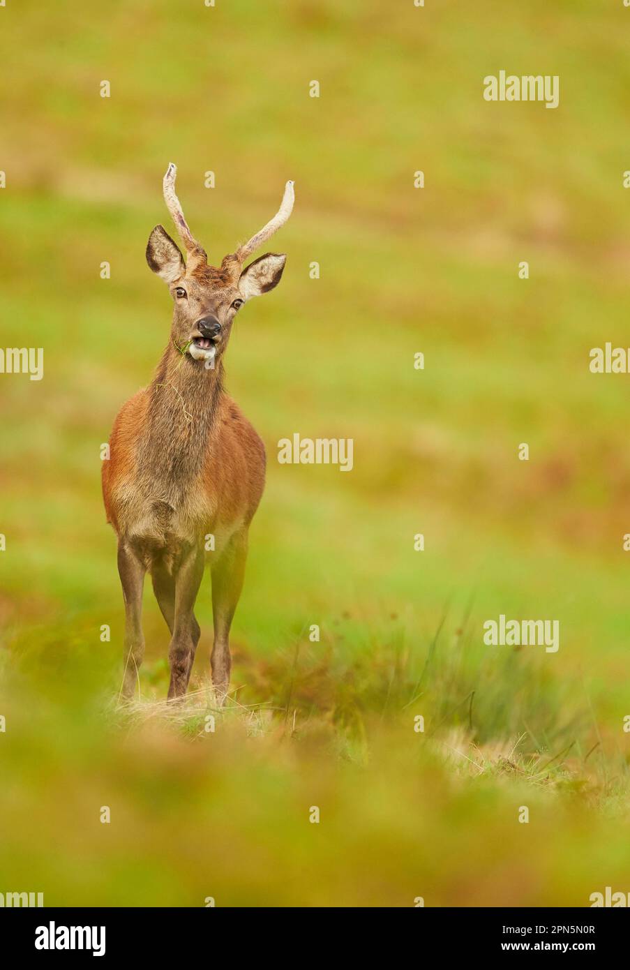 Young stag with velvet antlers hi-res stock photography and images - Alamy