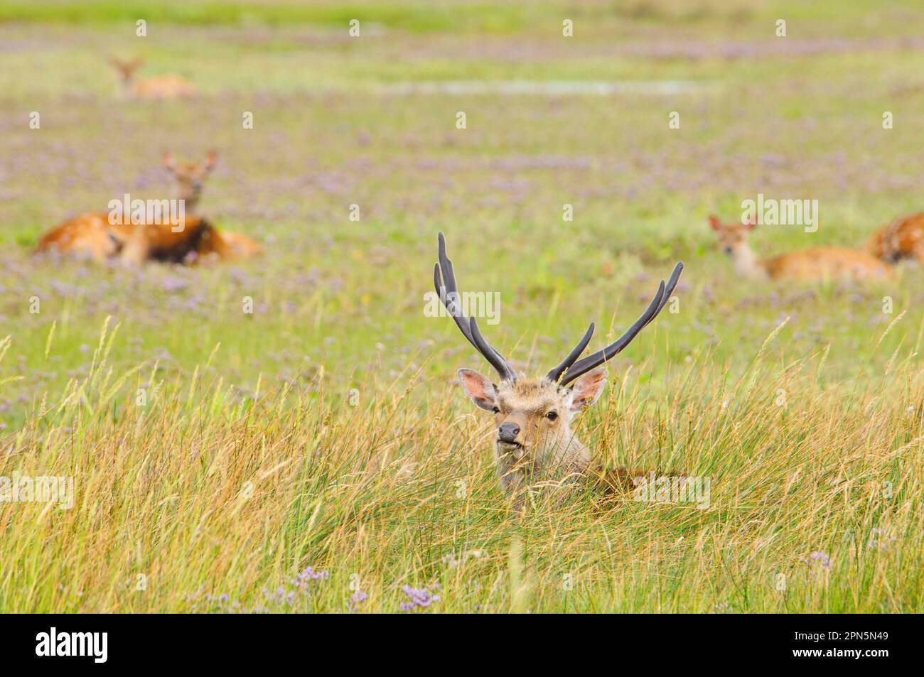 Sika deer (Cervus nippon) introduced species, stag resting in long ...