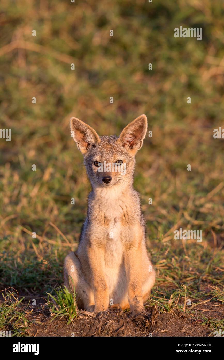 Black-backed jackals (Canis mesomelas), jackal, jackals, dog-like ...