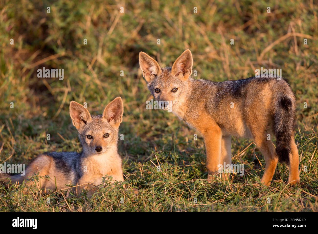 Black-backed jackals (Canis mesomelas), Jackal, Jackals, Canidae ...