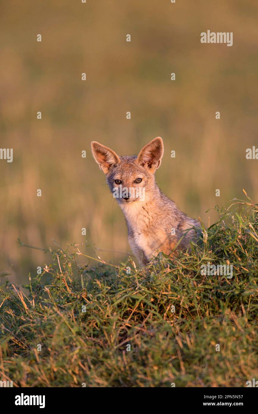 Black-backed jackals (Canis mesomelas), Jackal, Jackals, Canidae ...