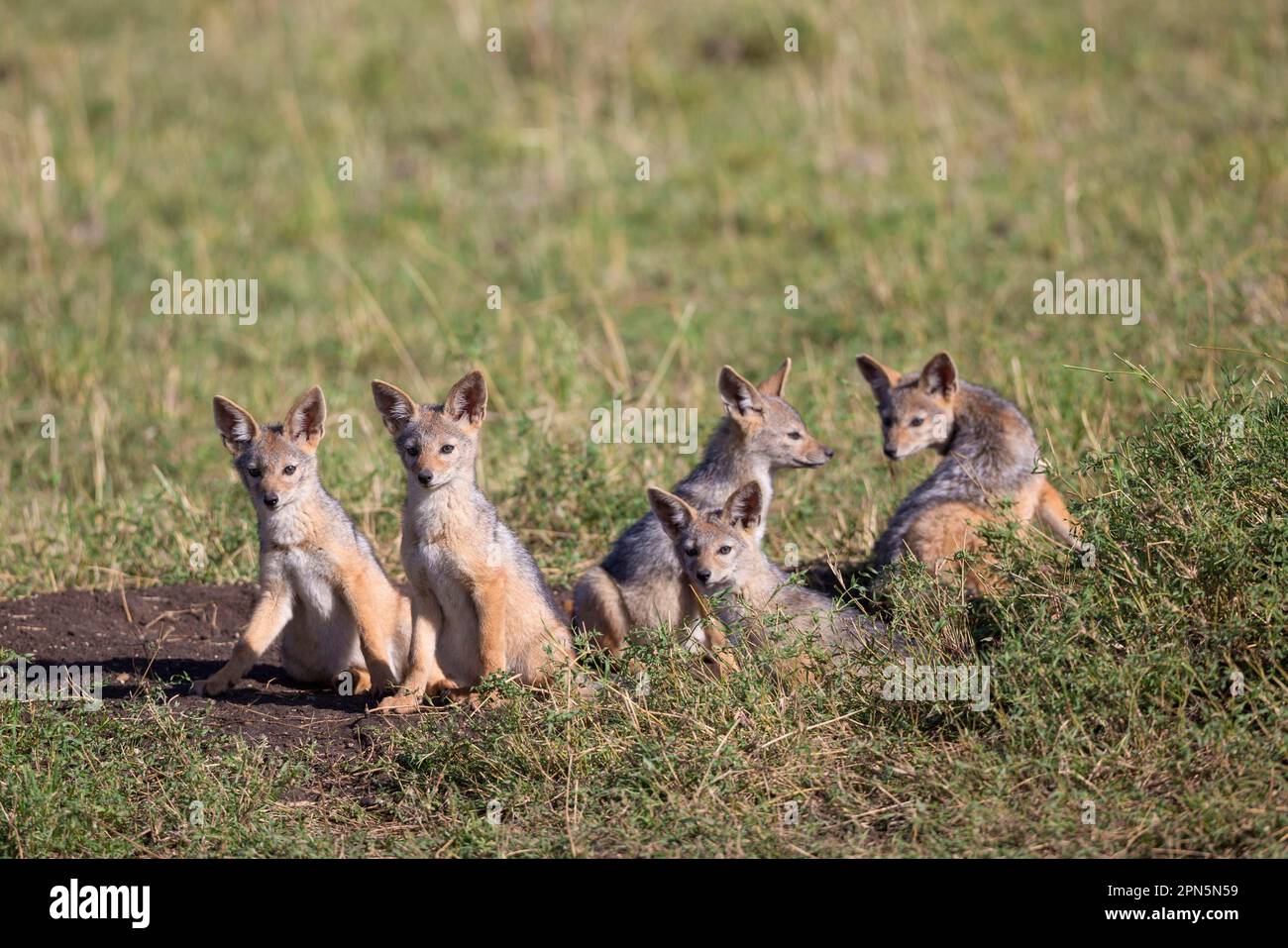 Black-backed jackals (Canis mesomelas), Jackal, Jackals, Canidae ...