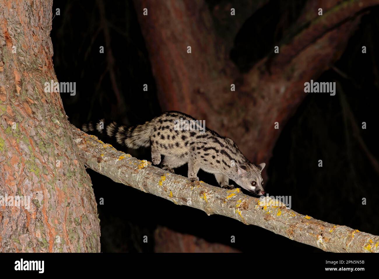 Small-spotted Genet (Genetta genetta) adult, walking along branch at ...