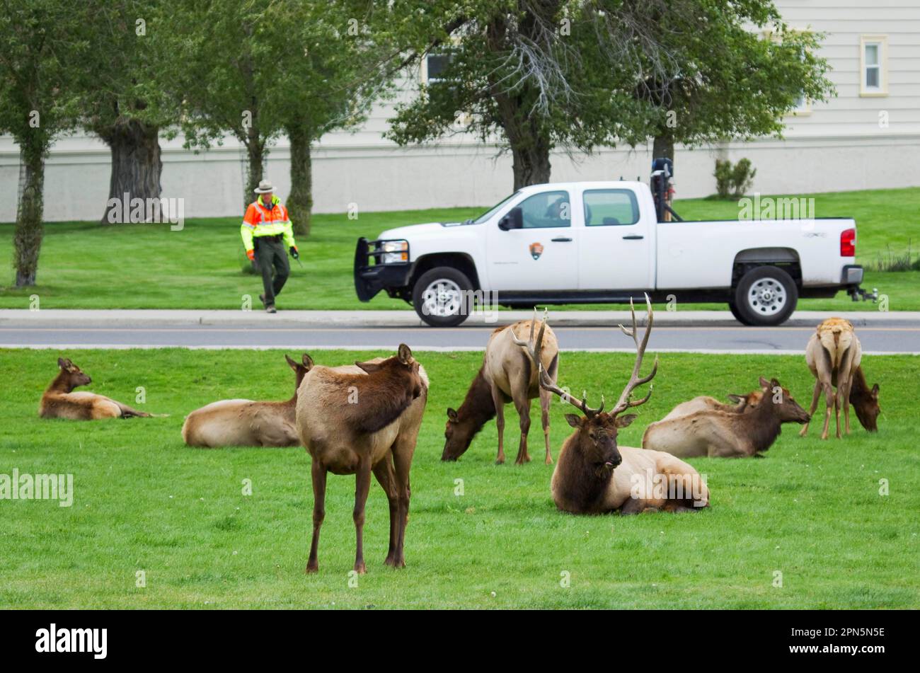 American elk (Cervus canadensis nelsoni), adult male and female, herd ...