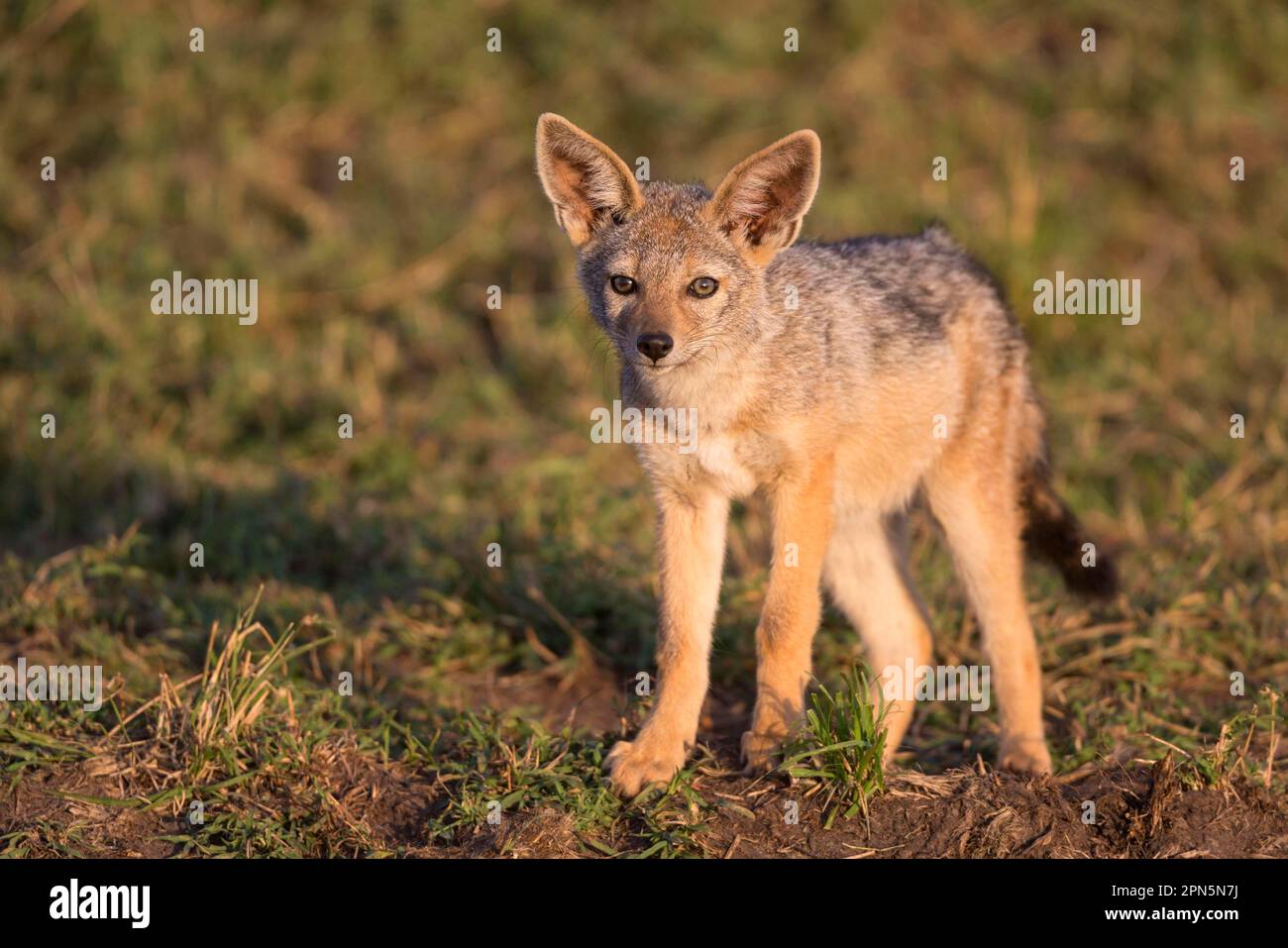 Black-backed jackals (Canis mesomelas), jackal, jackals, dog-like ...