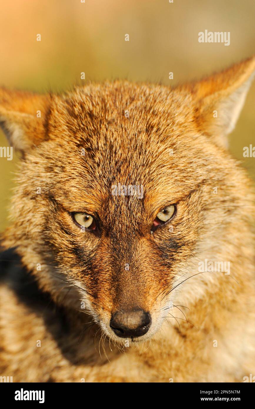 Golden Jackal (Canis aureus) adult, close-up of head, Keoladeo Ghana N ...