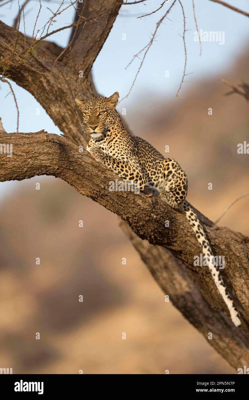 African leopard (Panthera pardus pardus) adult, resting in tree ...
