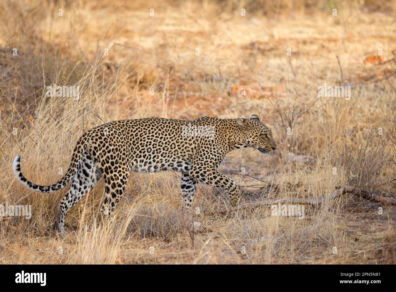 Adult african leopard (Panthera pardus pardus), migrating in dry ...