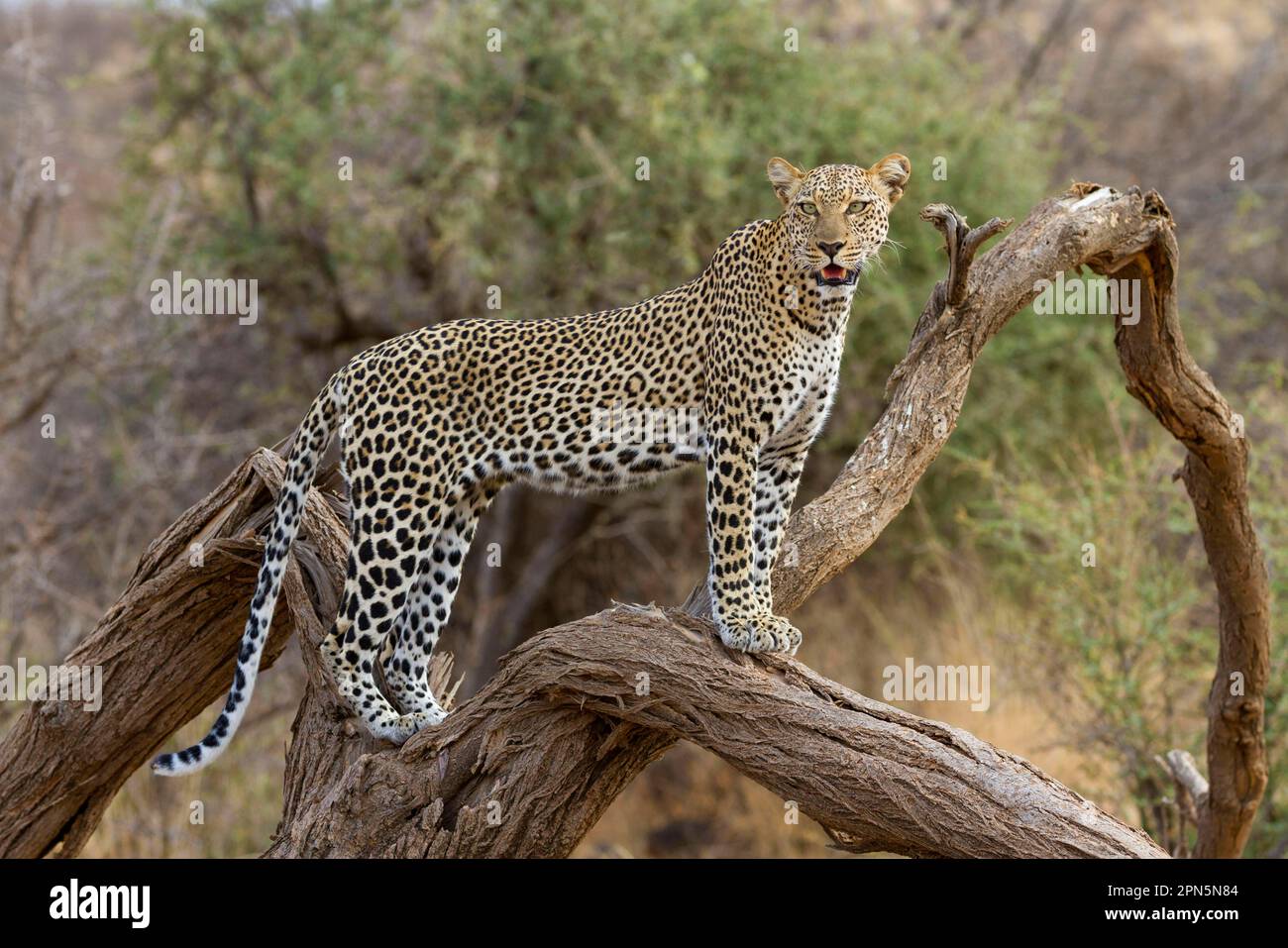 African leopard (Panthera pardus pardus) adult, standing in dead tree ...
