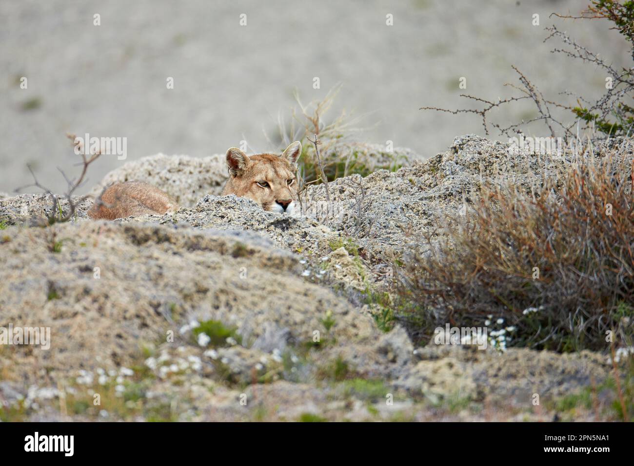 Puma (Puma concolor puma) adult female, resting amongst calcium ...