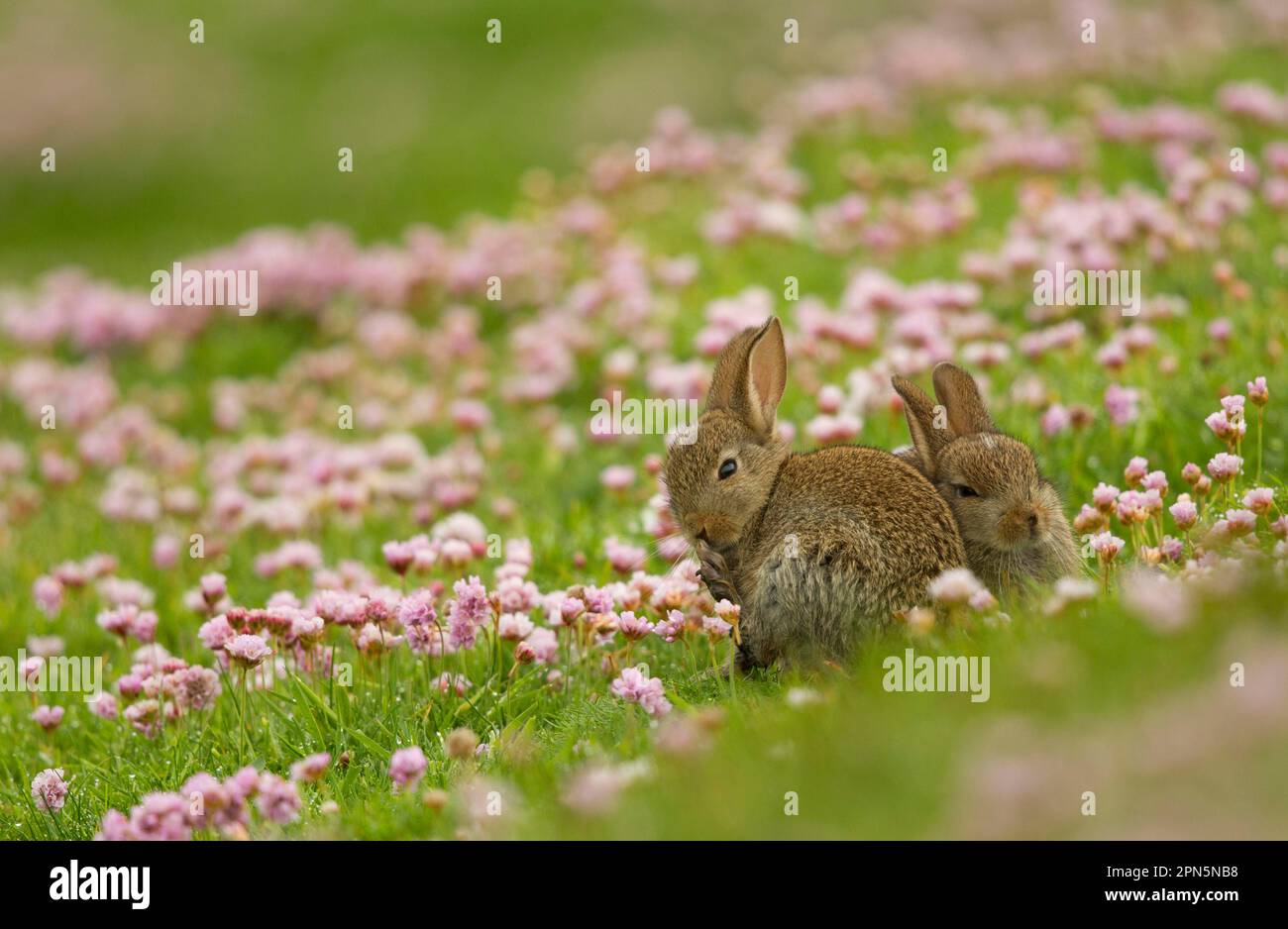 European rabbit (Oryctolagus cuniculus) two young, sitting among ...