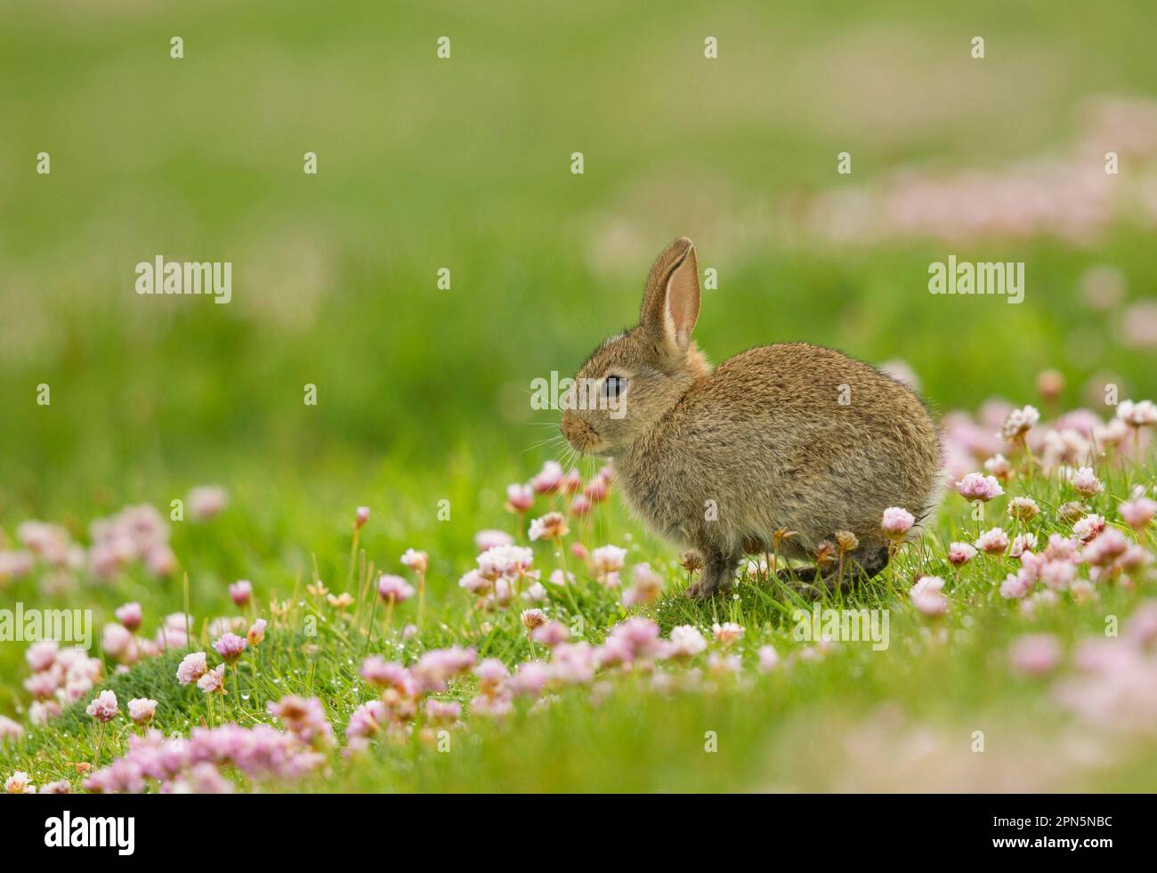 European rabbit (Oryctolagus cuniculus) young, standing among flowers ...