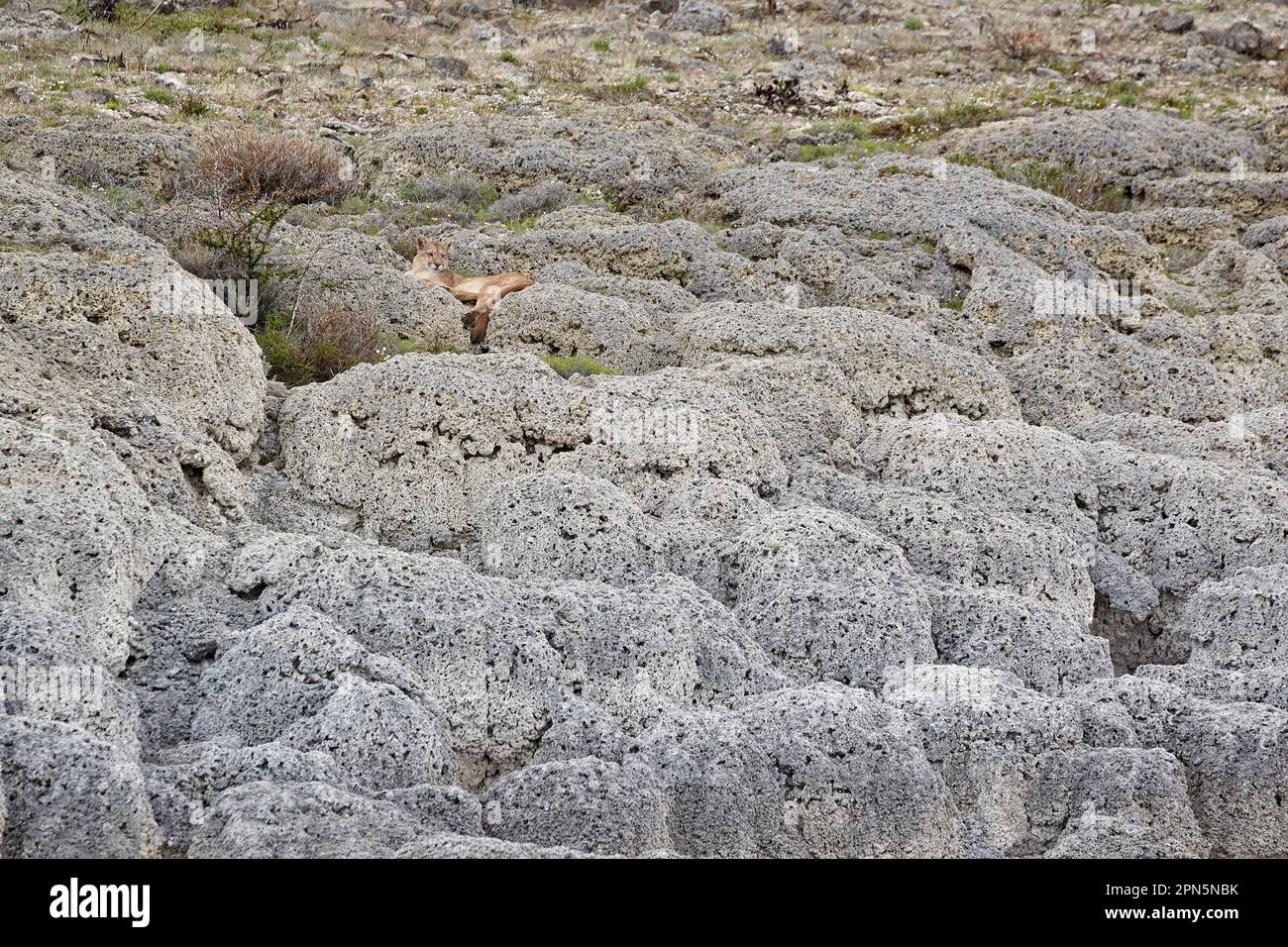 Puma (Puma concolor puma) adult female, resting on calcium carbonate ...