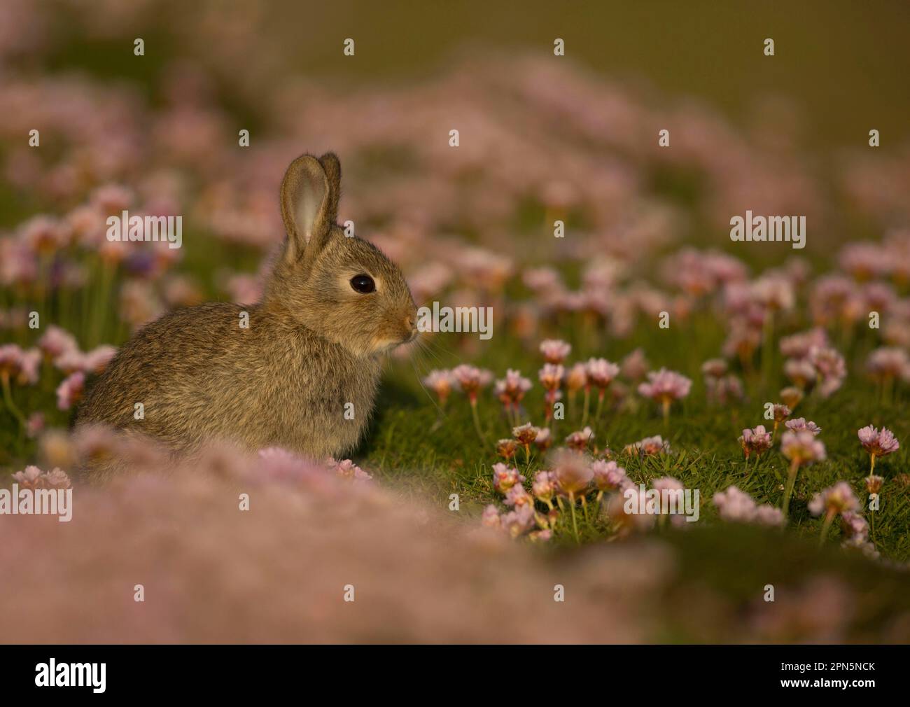 European rabbit (Oryctolagus cuniculus) young, sitting among flowers of ...