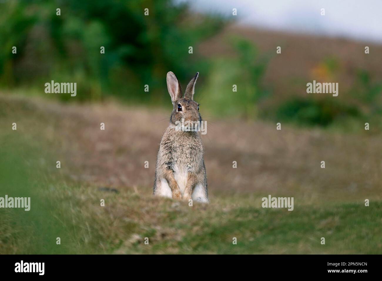 European rabbit (Oryctolagus cuniculus) adult, alert, standing on hind ...