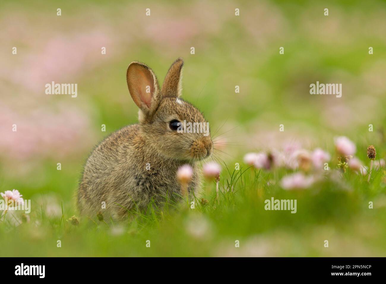 European rabbit (Oryctolagus cuniculus) young, sitting among flowers of ...