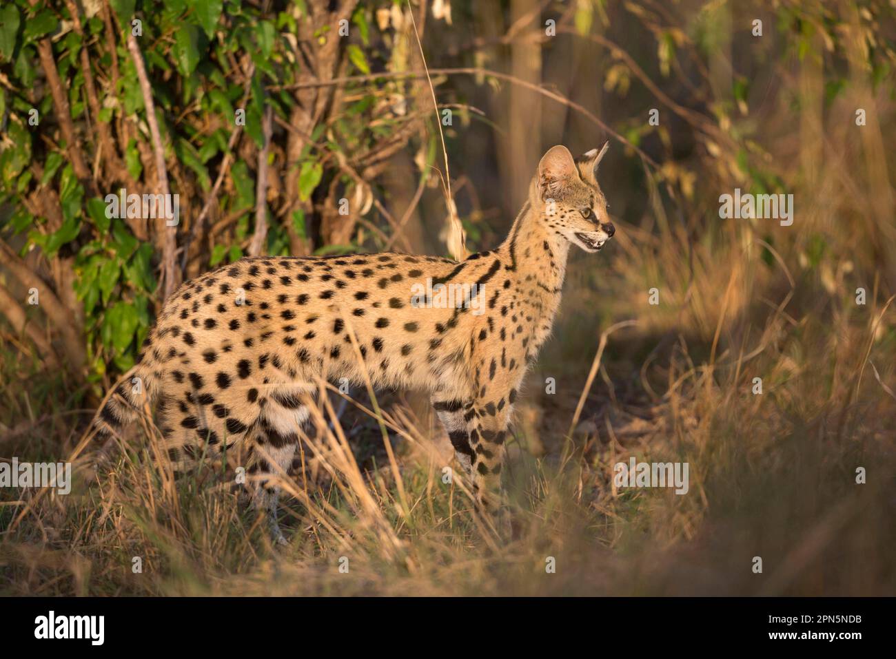 Serval, servals (Leptailurus serval) predators, mammals, animals ...
