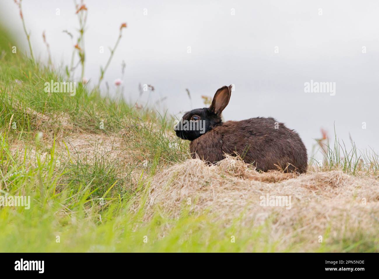 European Rabbit (Oryctolagus cuniculus) melanistic form, adult, resting ...