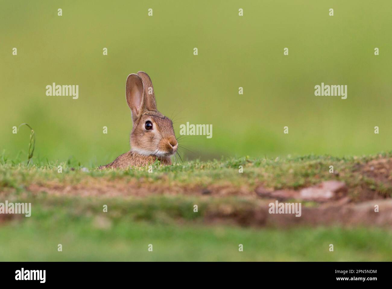 European Rabbit (Oryctolagus cuniculus) young, emerging from burrow ...