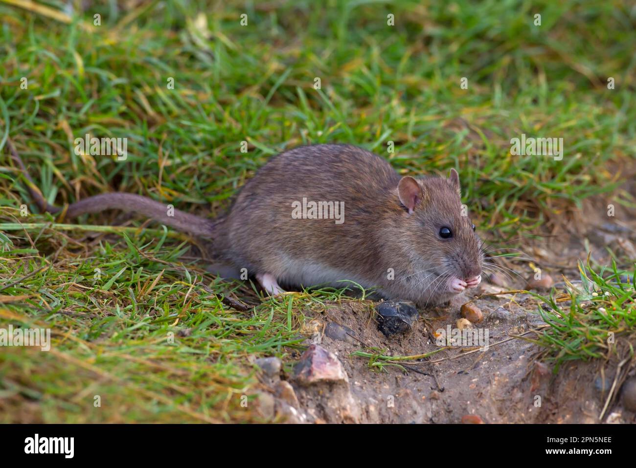 Brown Rat (Rattus norvegicus) immature, feeding, standing on grass ...