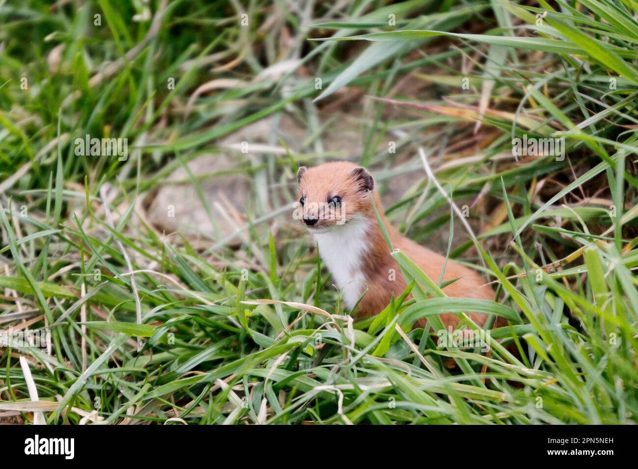 Least weasel (Mustela nivalis), weasel, marten, predators, mammals ...