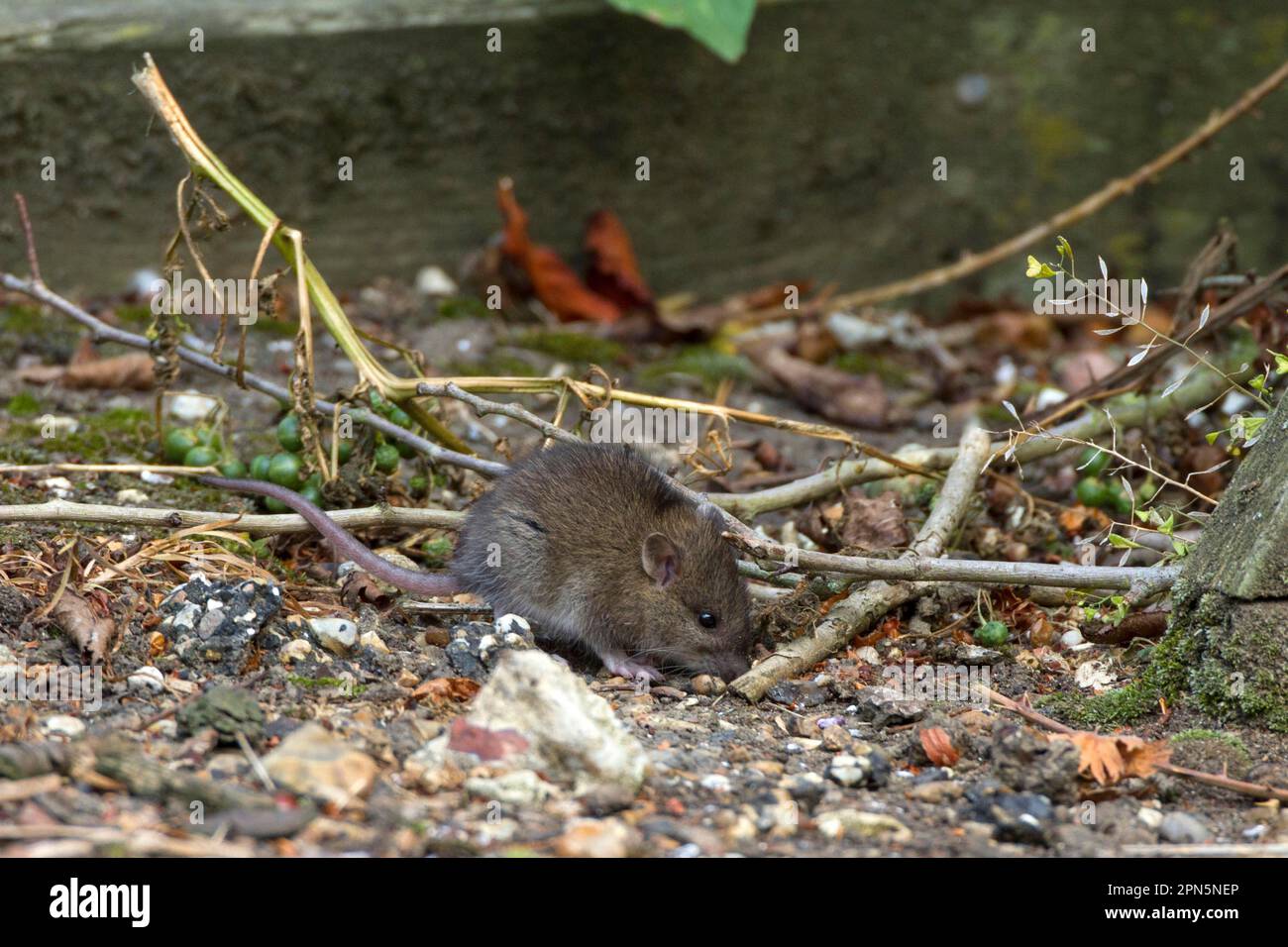 Norway rat, Norway rats, rodents, rat, rats, mammals, animals, A young ...