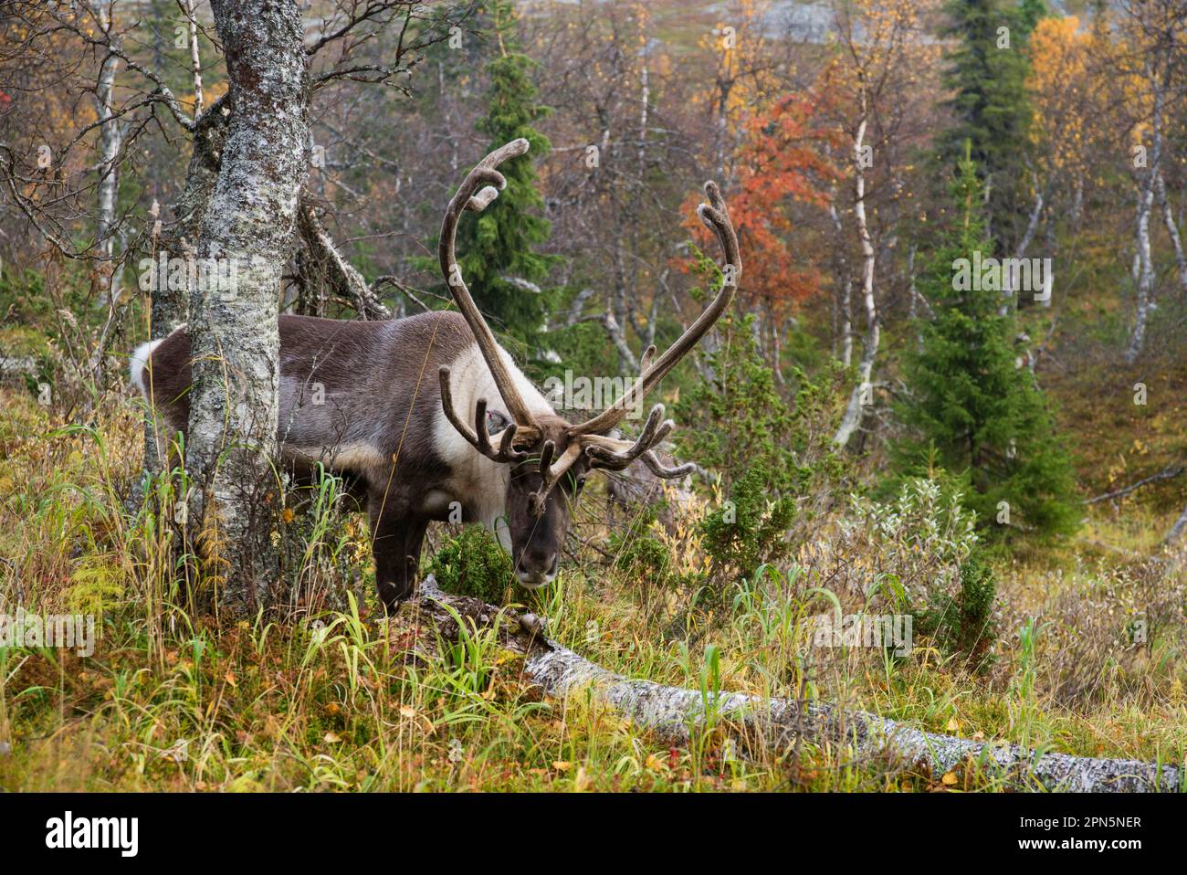 Reindeer (Rangifer tarandus) adult, with antlers in velvet, standing in ...