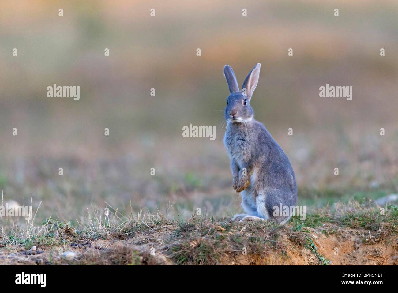 European Rabbit (Oryctolagus cuniculus) adult, with grey colouration ...