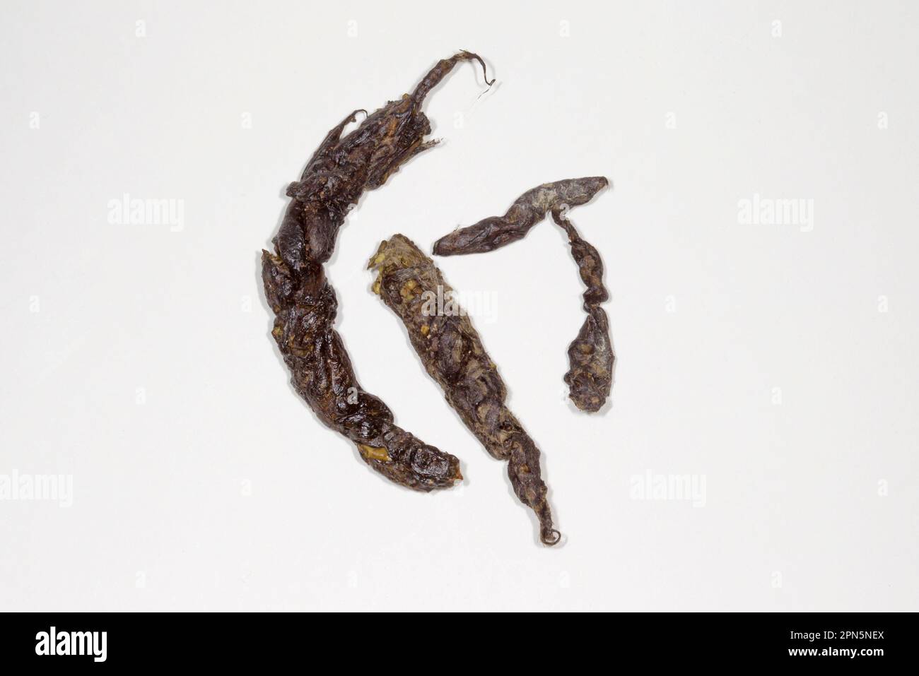 Ermine (Mustela erminea), stoats, large weasel, weasel, marten-like ...