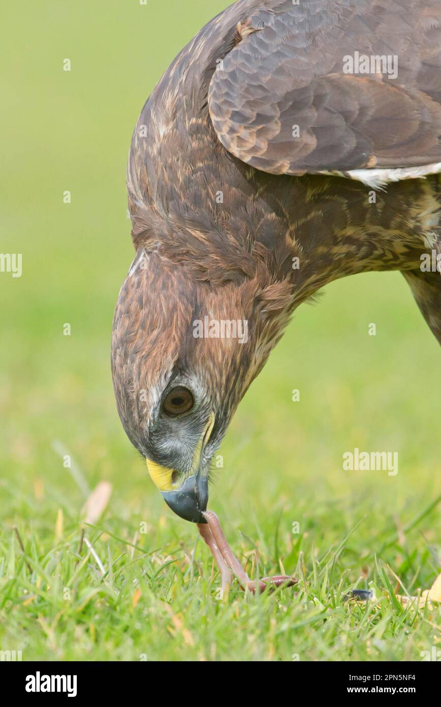 Common Buzzard, steppe buzzards (Buteo buteo), buzzards, birds of prey ...