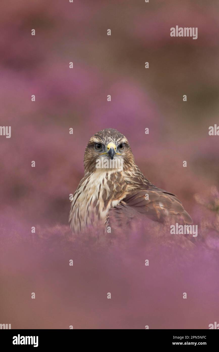 Common Buzzard, steppe buzzards (Buteo buteo), buzzards, birds of prey ...