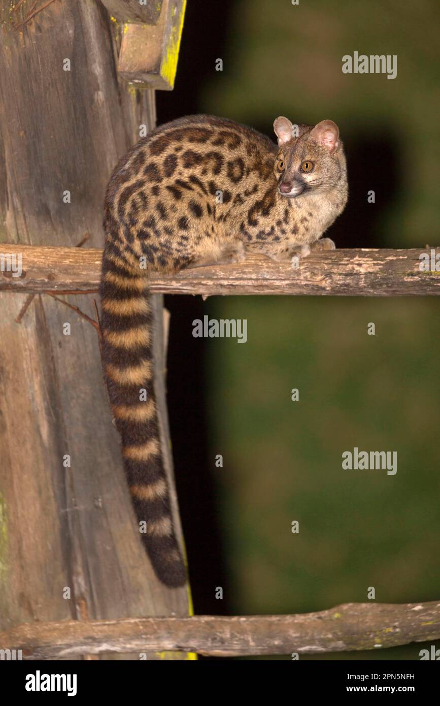 Rusty-spotted Genet adult, sitting on beam at n Stock Photo - Alamy