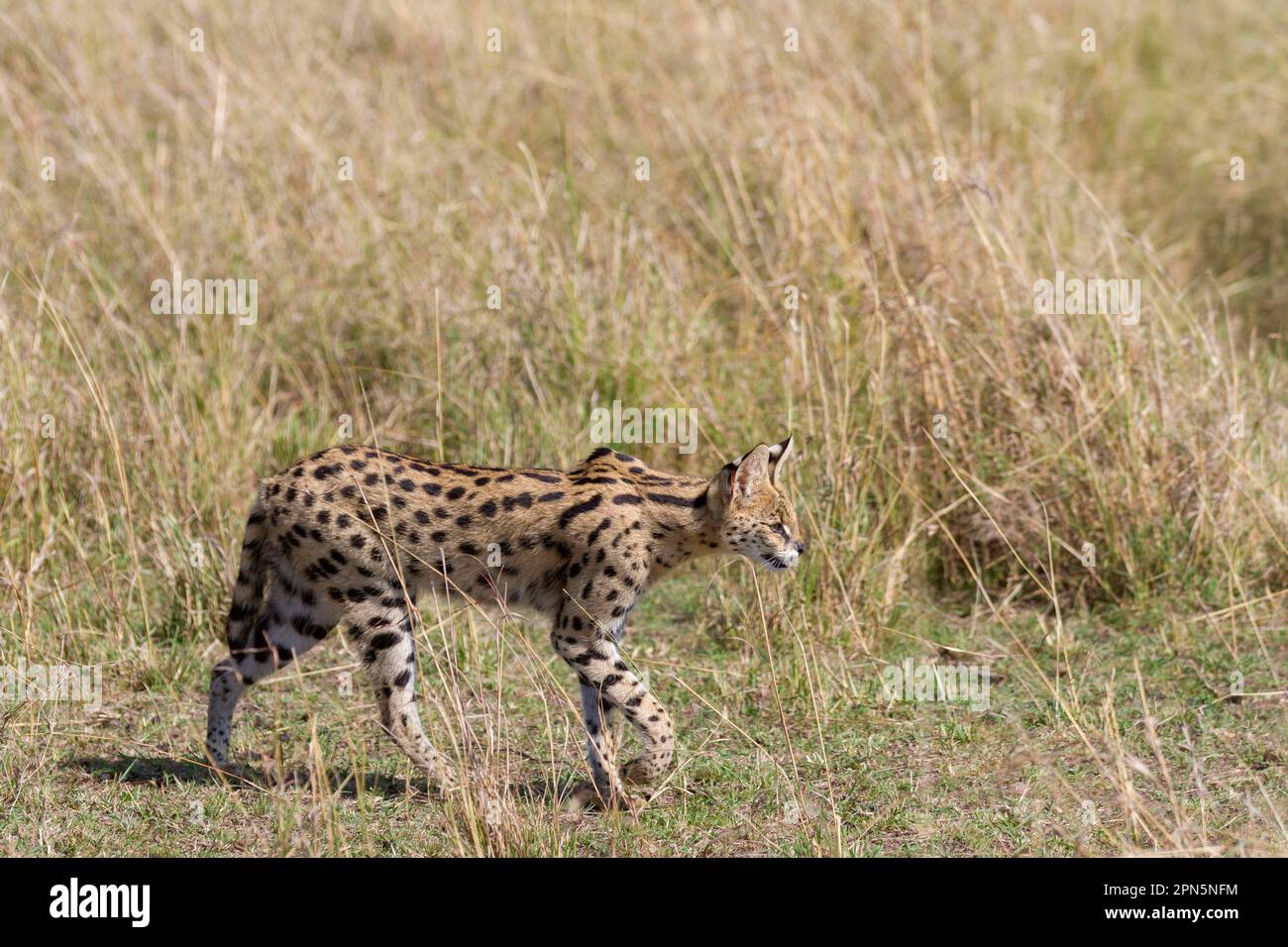Serval, servals (Leptailurus serval) predators, mammals, animals ...