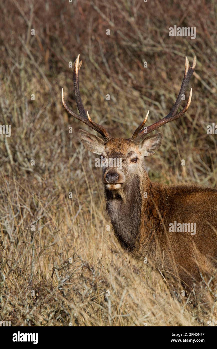Red deer, red deer, deer, ungulates, mammals, animals, Red Deer stag ...
