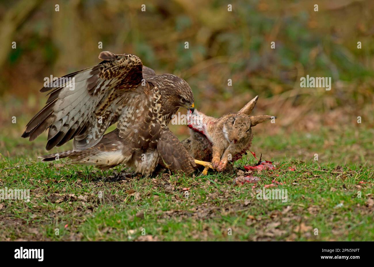 Common Buzzard (Buteo buteo) adult, feeding on European Rabbit ...