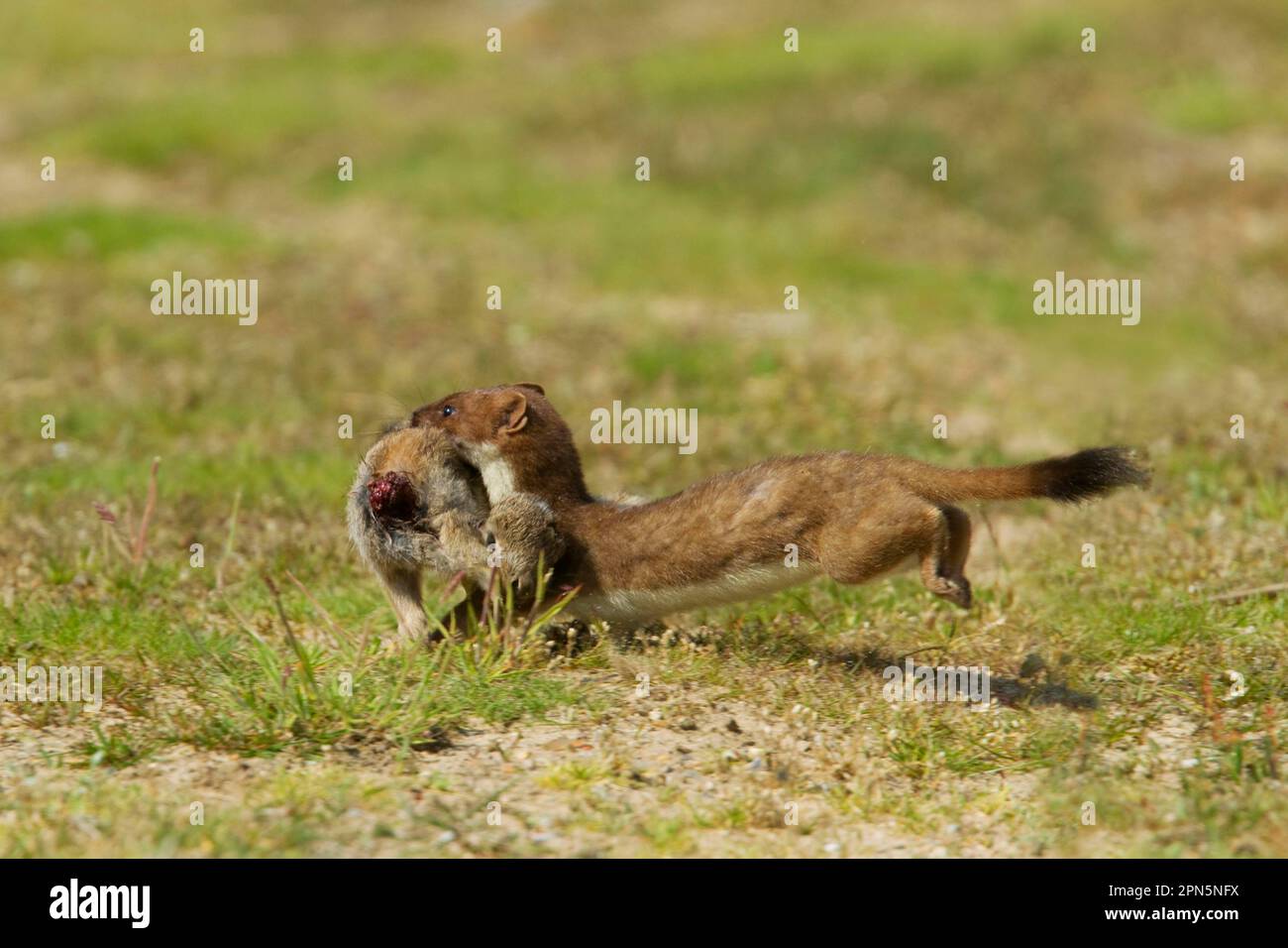 Stoat (Mustela erminea) adult, running, european rabbit (Oryctolagus ...