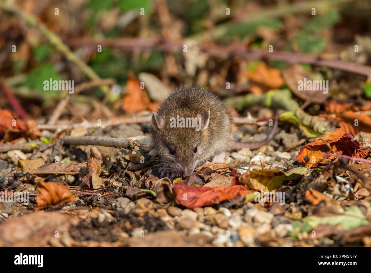 Norway rat, Norway rats, rodents, rat, rats, mammals, animals, A young ...