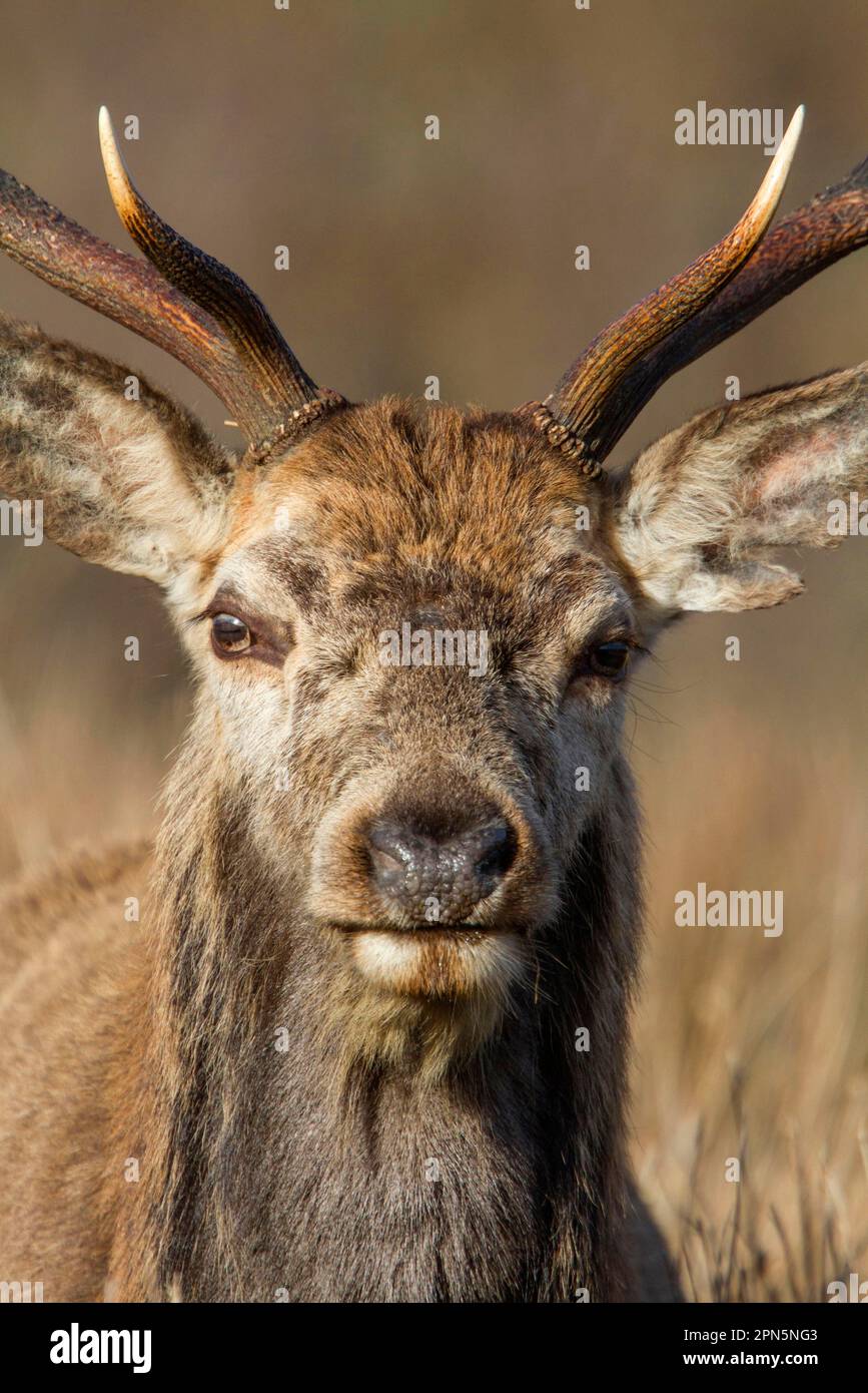 Red deer, red deer, deer, ungulates, mammals, animals, Red Deer stag ...
