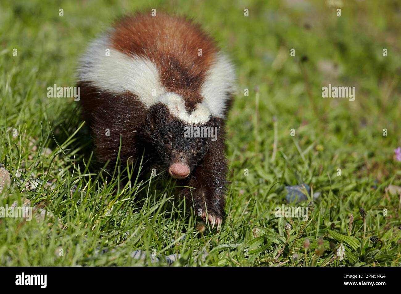 Patagonian Hog-nosed Skunk (Conepatus humboldtii) adult, walking on ...
