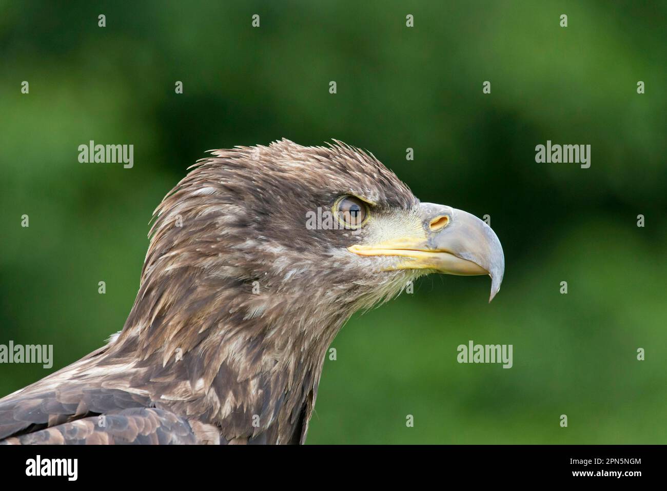 Bald eagle (Haliaeetus leucocephalus) juvenile, close-up of the head ...